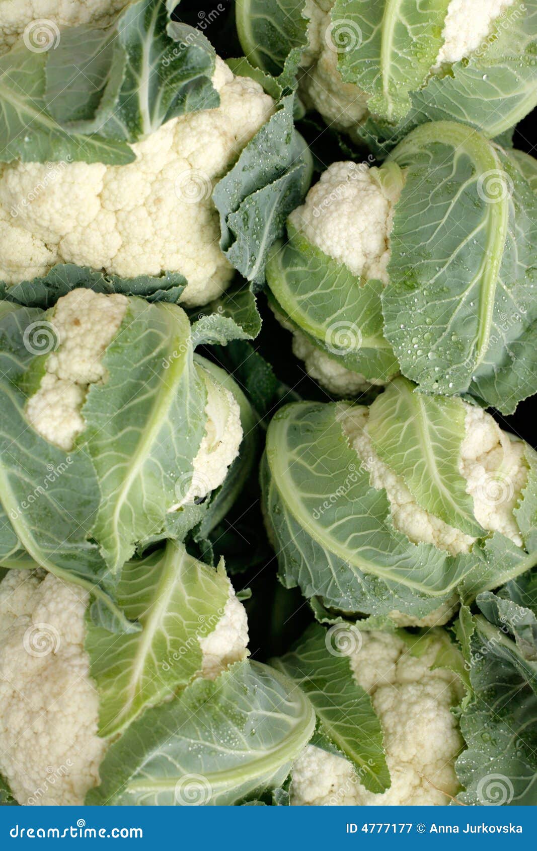 Fresh cauliflower stock image. Image of fresh, vegetarian - 4777177