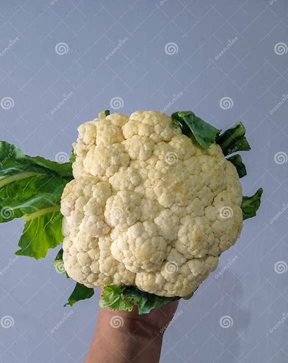 A Fresh Cauliflower Vegetable Held in the Hand Stock Photo - Image of ...