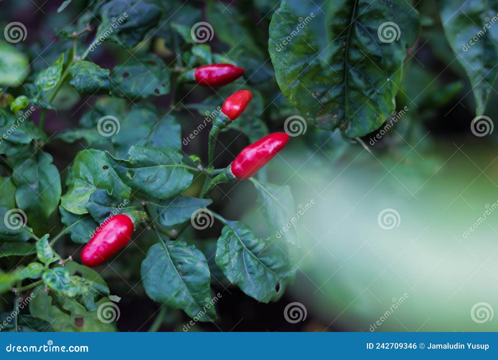 Fresh Cayenne Pepper or Cabai Rawit or Devil S Chilies Hanging on the ...