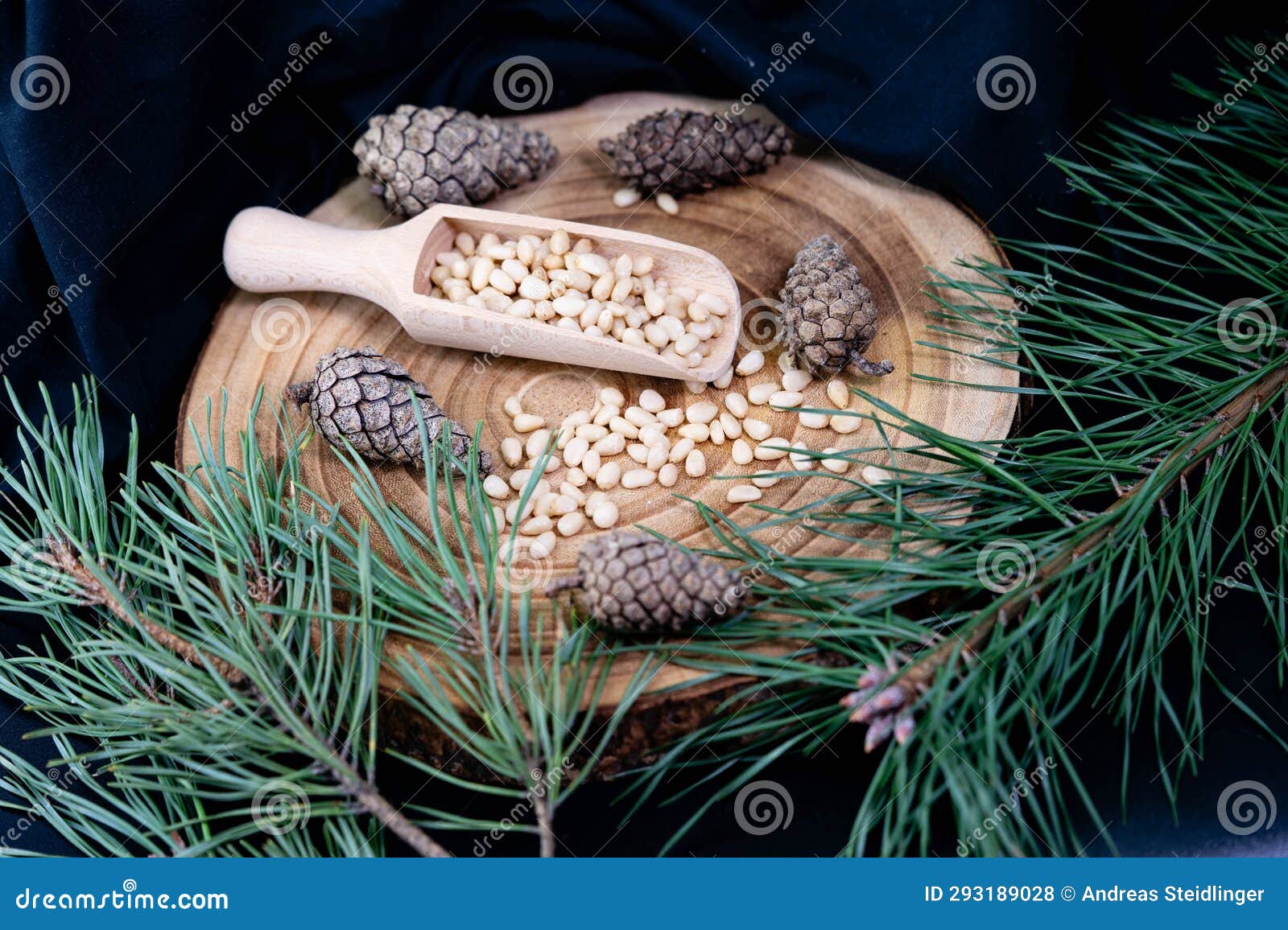 Fresh Cedar nuts stock photo. Image of food, herb, healthy - 293189028