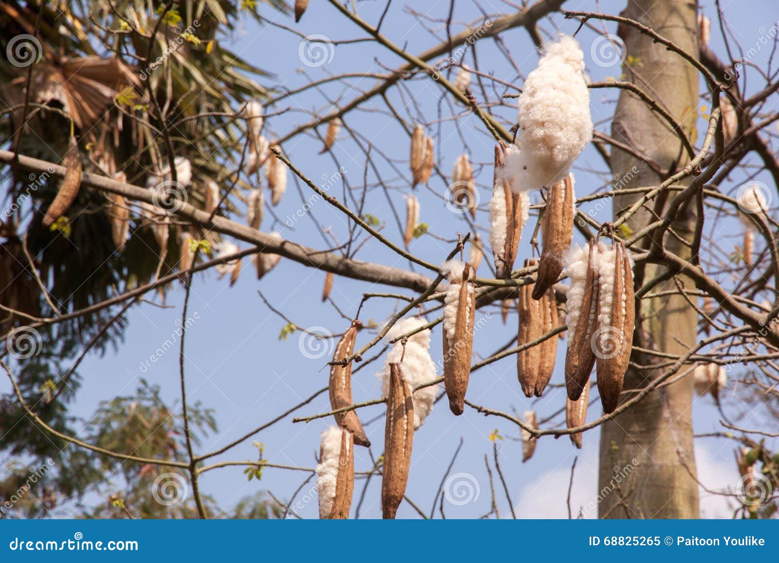 Fresh ceiba pods stock image. Image of tree, seed, tablets - 68825265