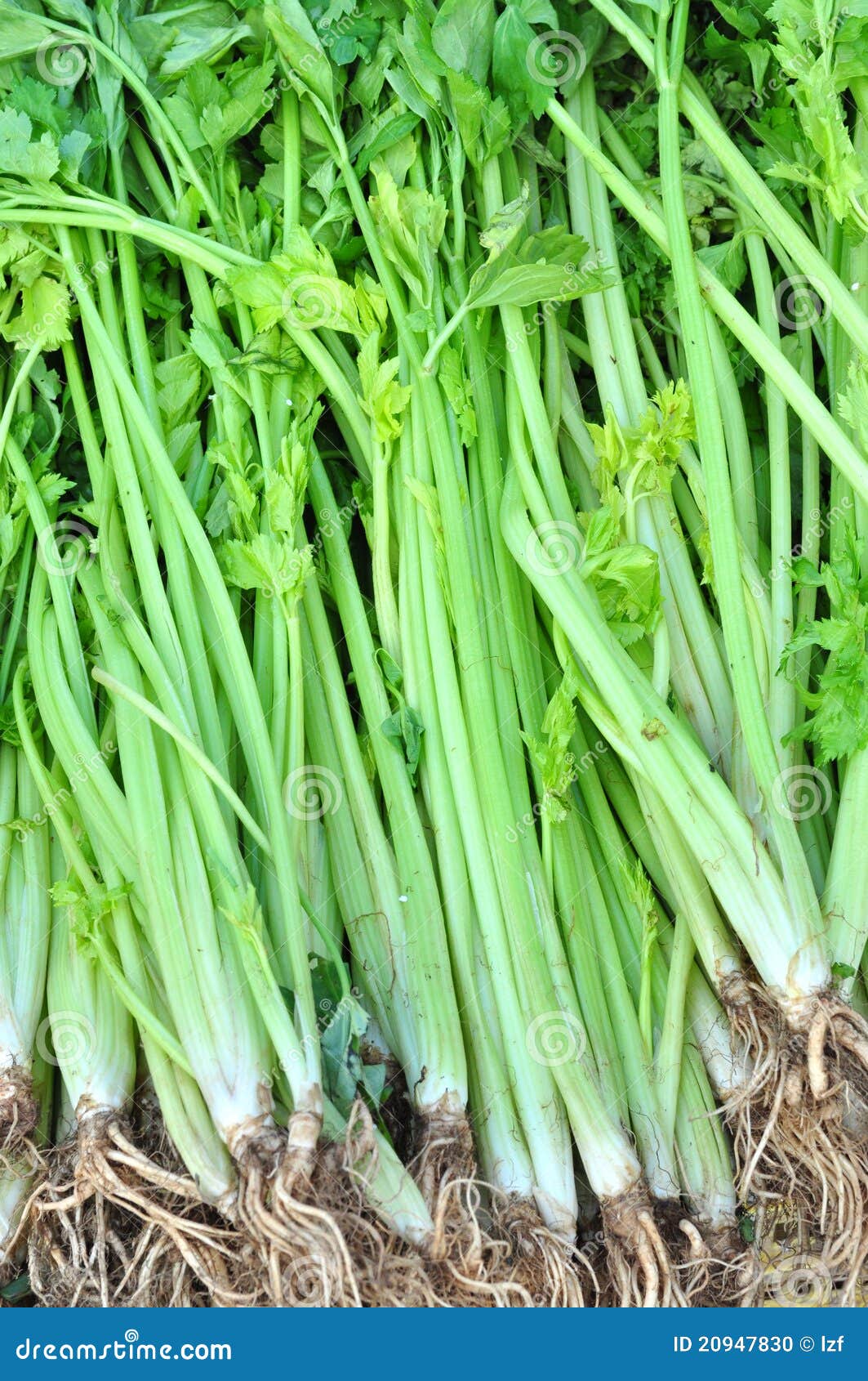 Fresh celery stock photo. Image of farmer, closeup, chinese - 20947830