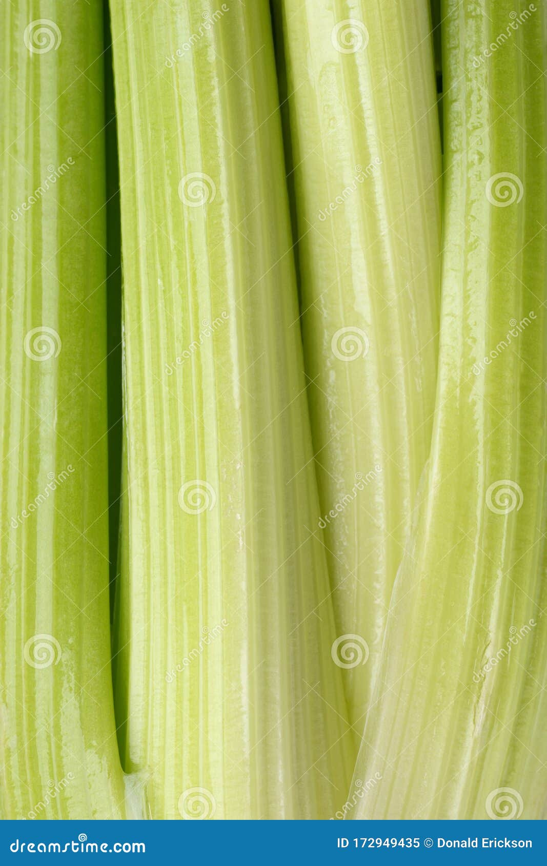Fresh Celery stock image. Image of vegetable, stalk - 172949435
