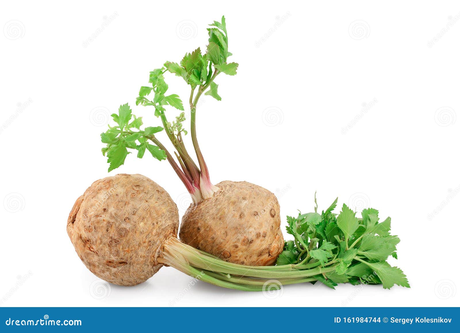 Fresh Celery Root with Leaf Isolated on White Background Stock Photo ...
