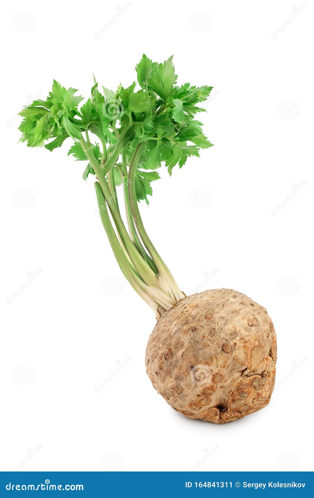 Celery Root And Its Cross-section 3d Rendering With Realistic Texture ...