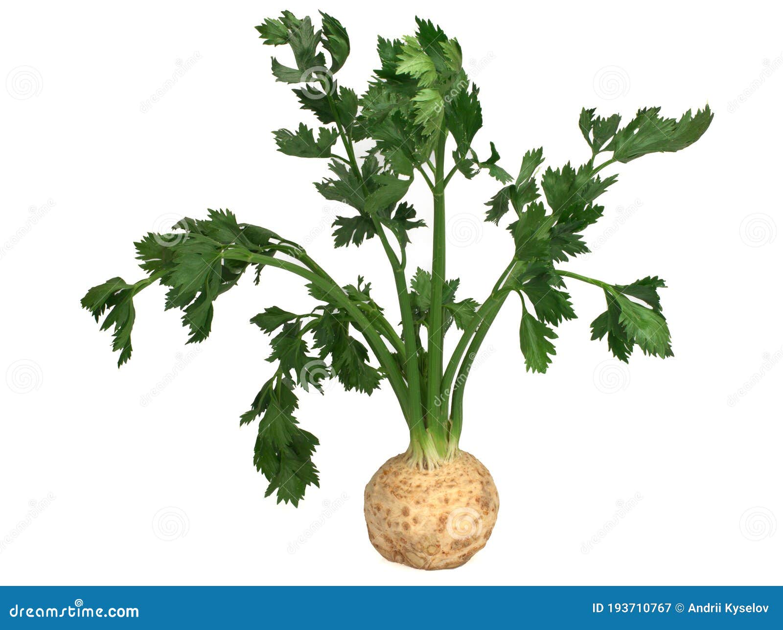 Fresh Celery Root with Leaf Isolated on White Background Stock Image ...