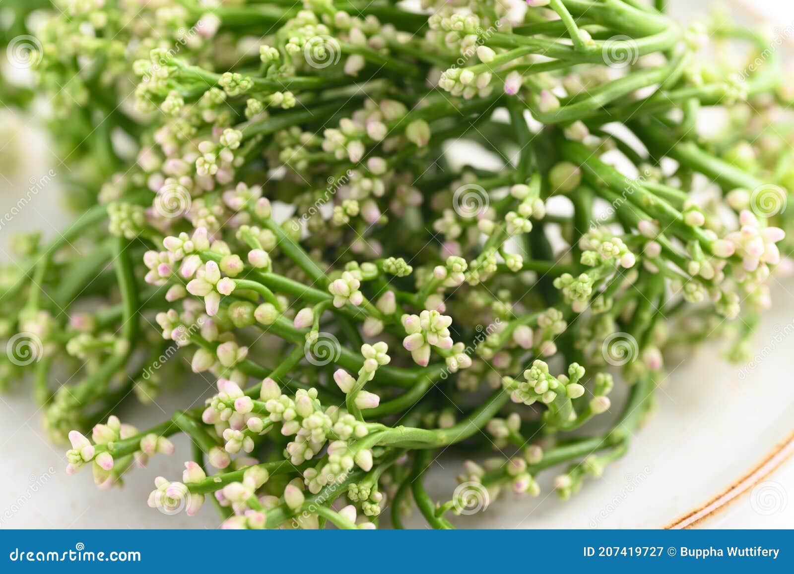 Fresh Ceylon Spinach or Malabar Spinach Flower Stock Image - Image of ...
