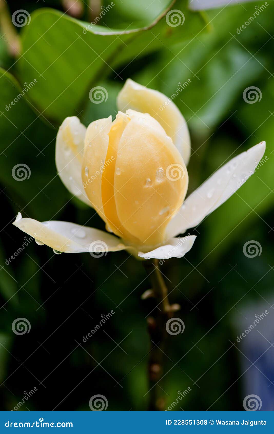 Fresh Champaca Flower Blooming on Tree Stock Photo - Image of color ...