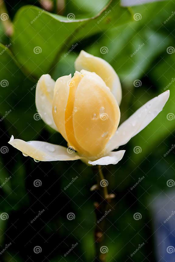 Fresh Champaca Flower Blooming on Tree Stock Photo - Image of color ...