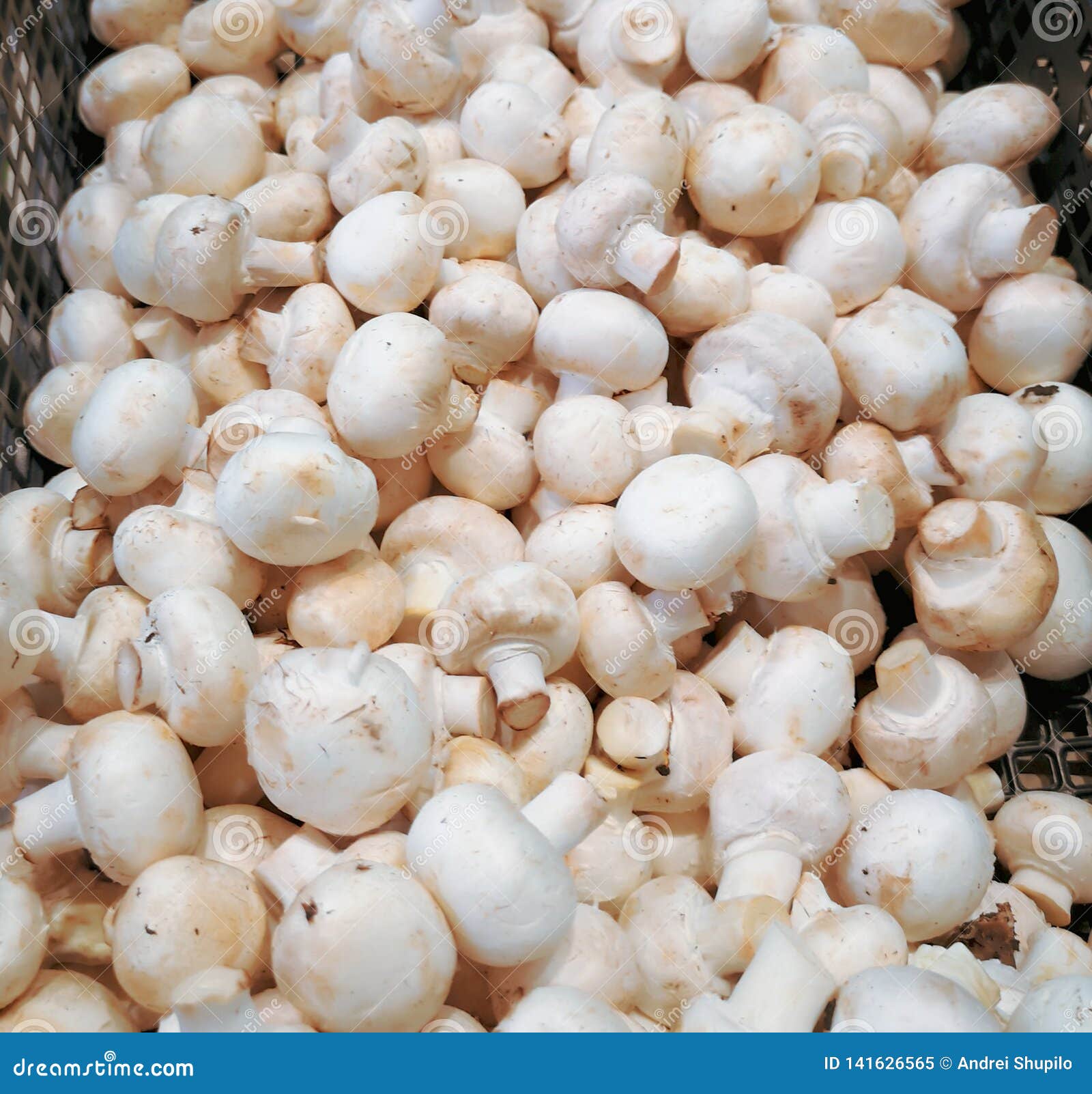 Fresh Champignon Mushrooms on the Counter in the Store Stock Image ...