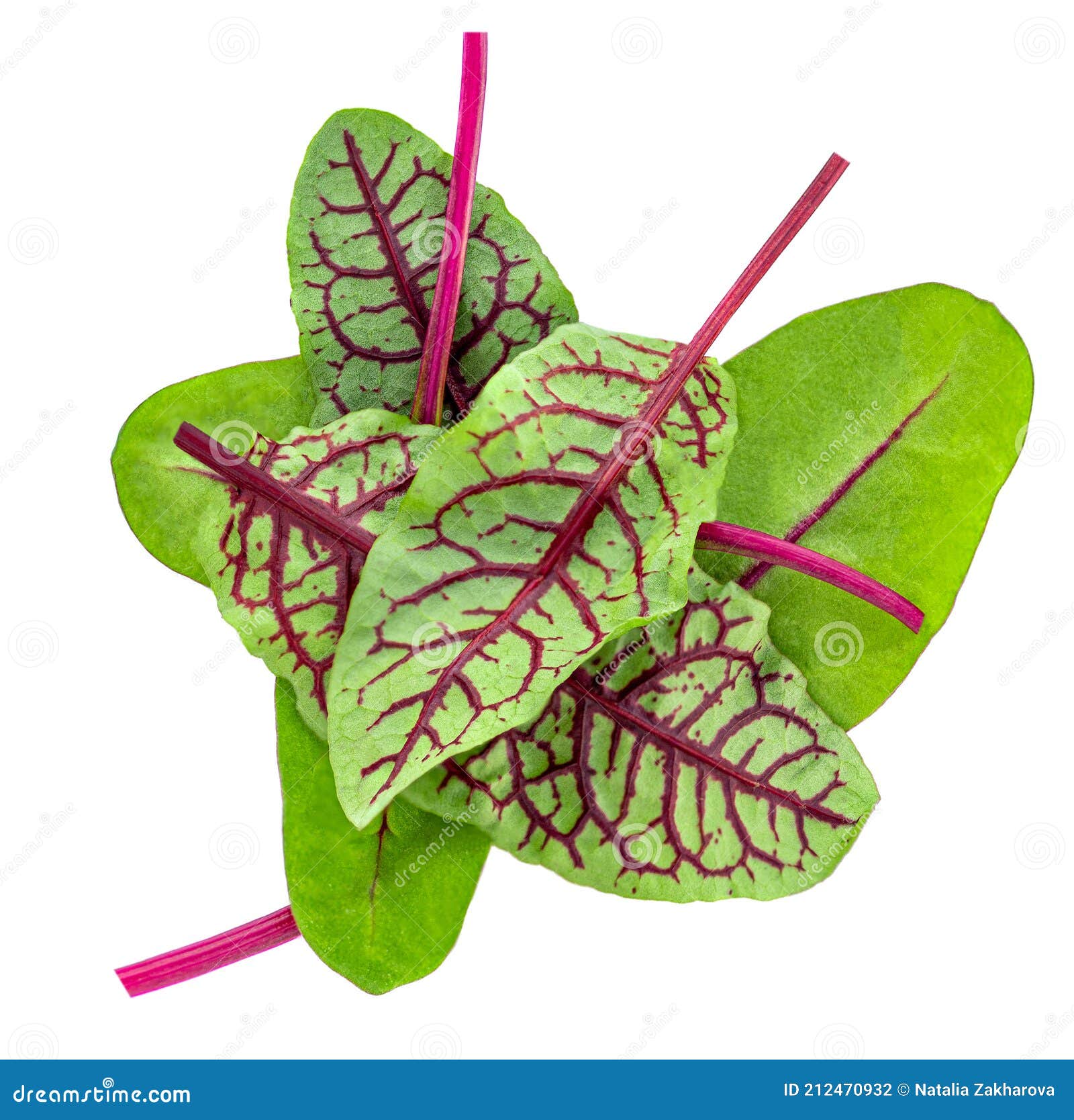 Fresh Chard Leaf and Beetroot Leaves Isolated on White Background ...