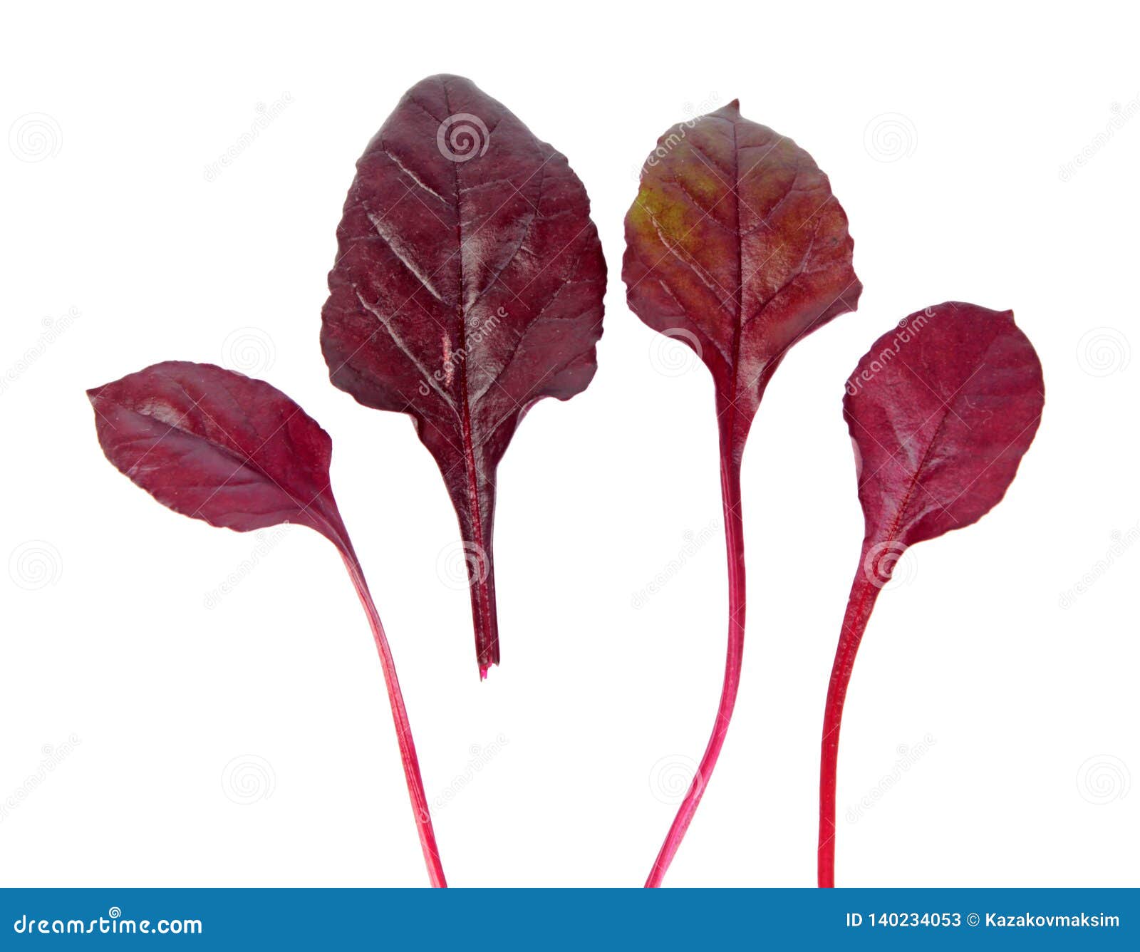 Fresh Chard Red Leaves Isolated on White Background Stock Image - Image ...