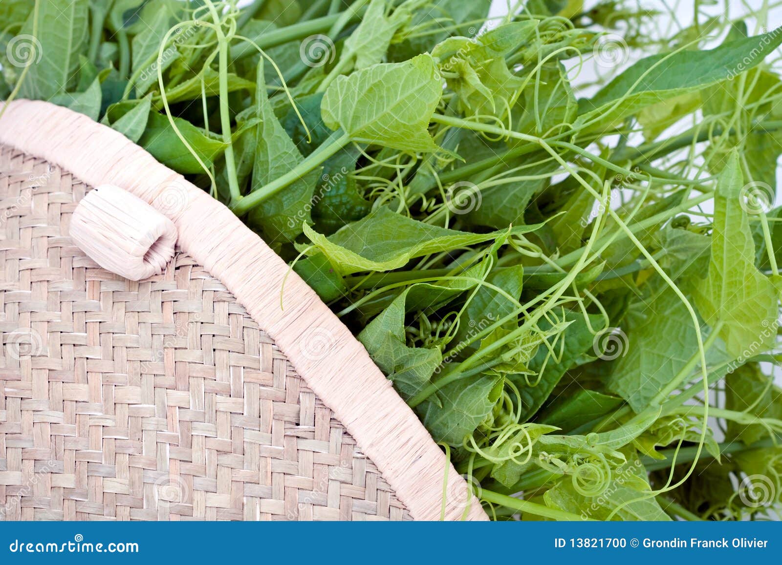 Fresh Chayote Vines in Basket Stock Photo - Image of crop, vegetable ...