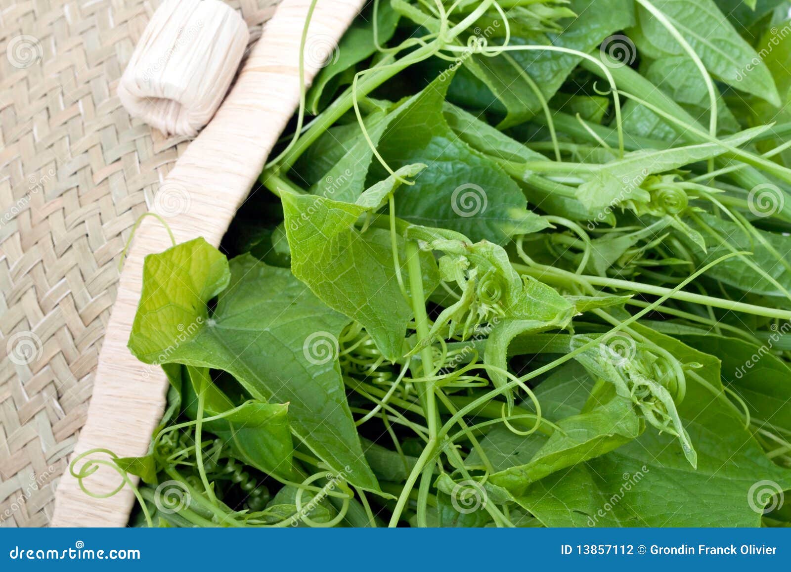 Fresh Chayote Vines in Basket Stock Photo - Image of chayote, shoots ...