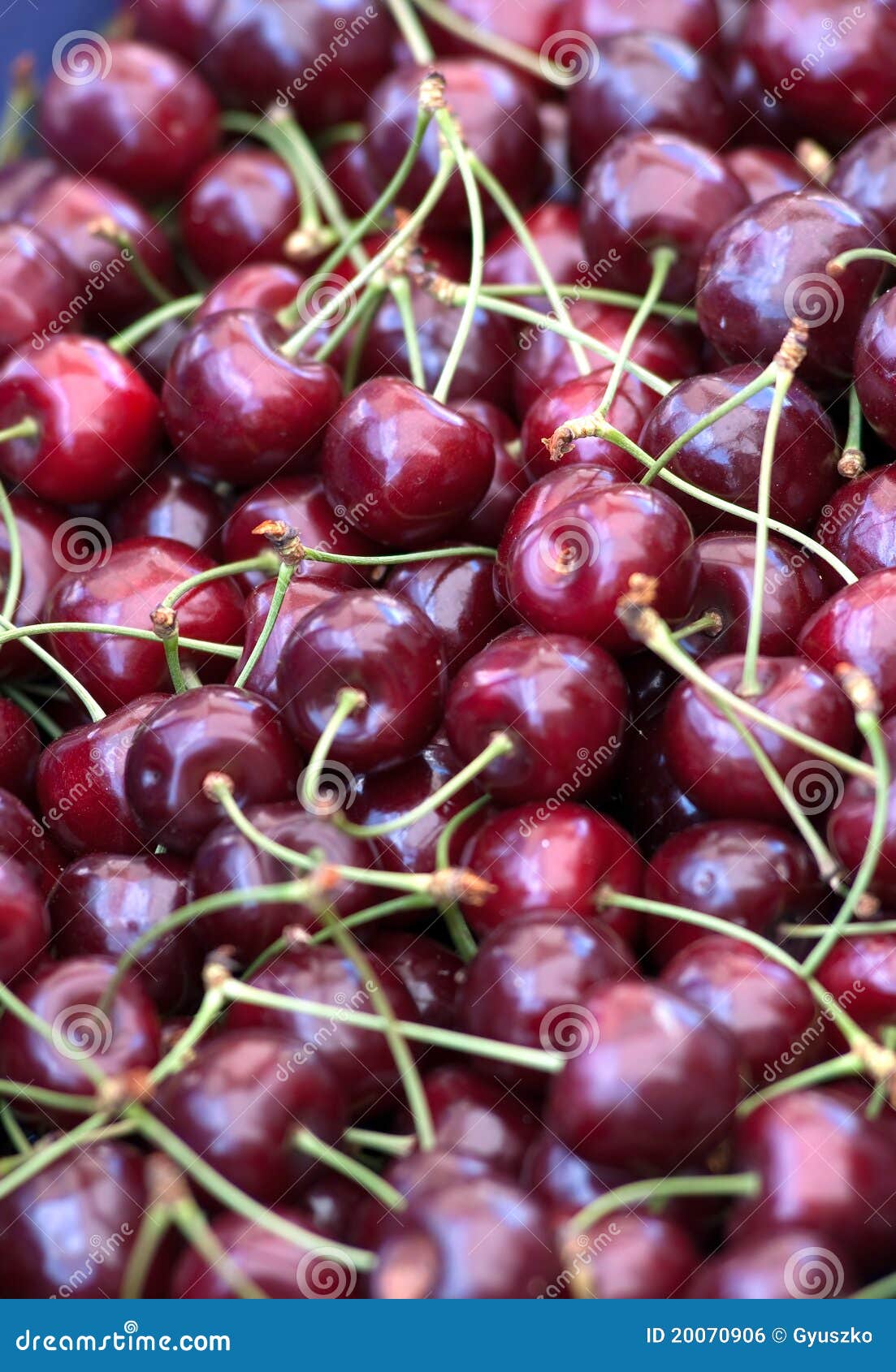 Fresh Cherries stock photo. Image of bright, aroma, crop - 20070906