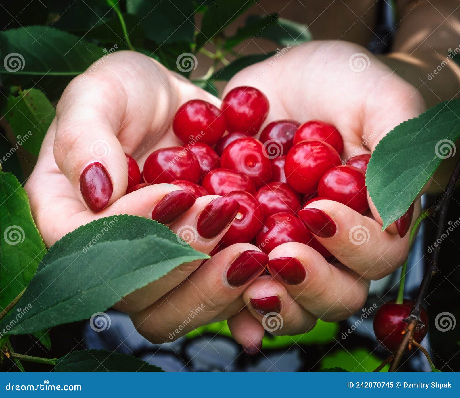 Fresh Cherries in Beautiful a Female Hand Stock Image - Image of ...