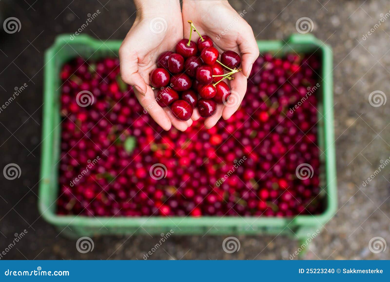 Fresh cherry 1 stock photo. Image of picking, nutrient - 25223240