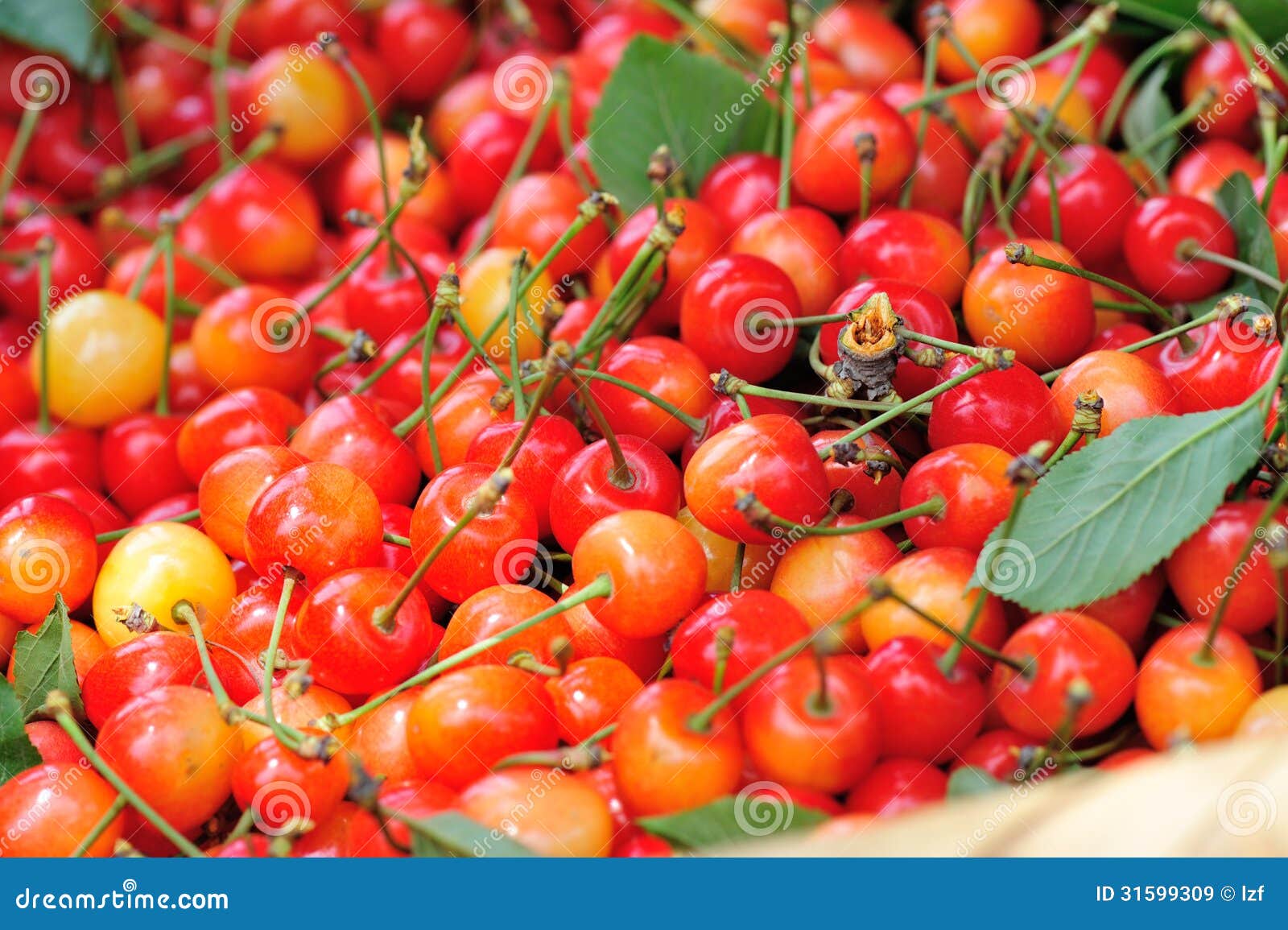 Fresh cherry stock image. Image of agriculture, fruit - 31599309
