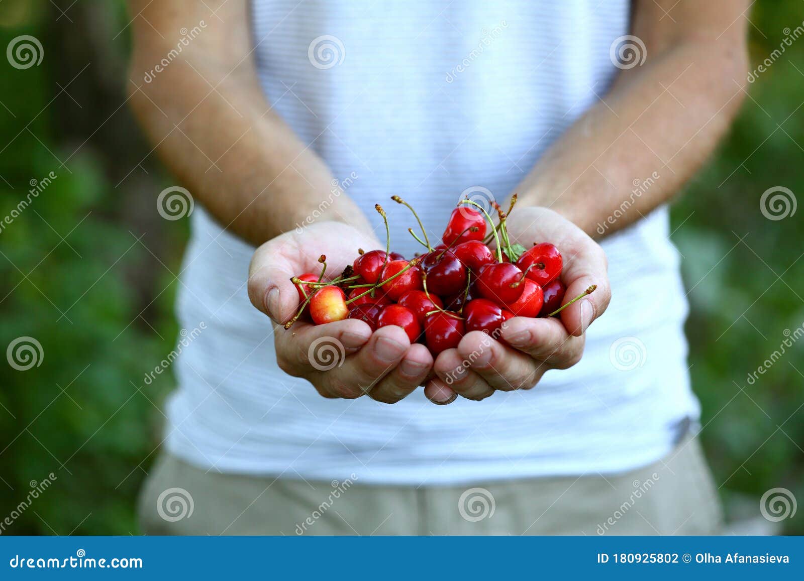 Fresh Cherry in Human Hands Stock Photo - Image of cherry, healthy ...