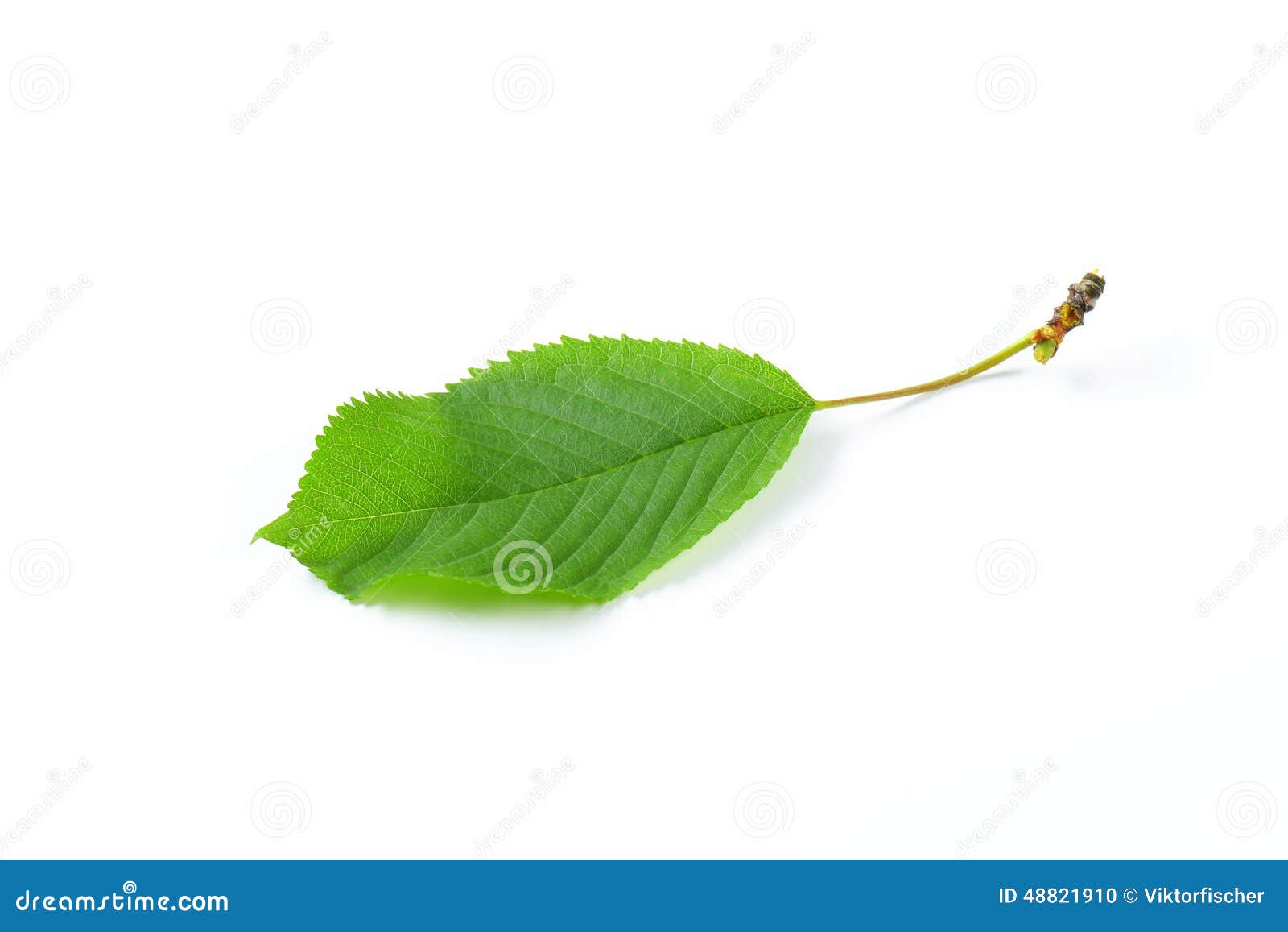 Fresh cherry leaf stock photo. Image of studio, green - 48821910