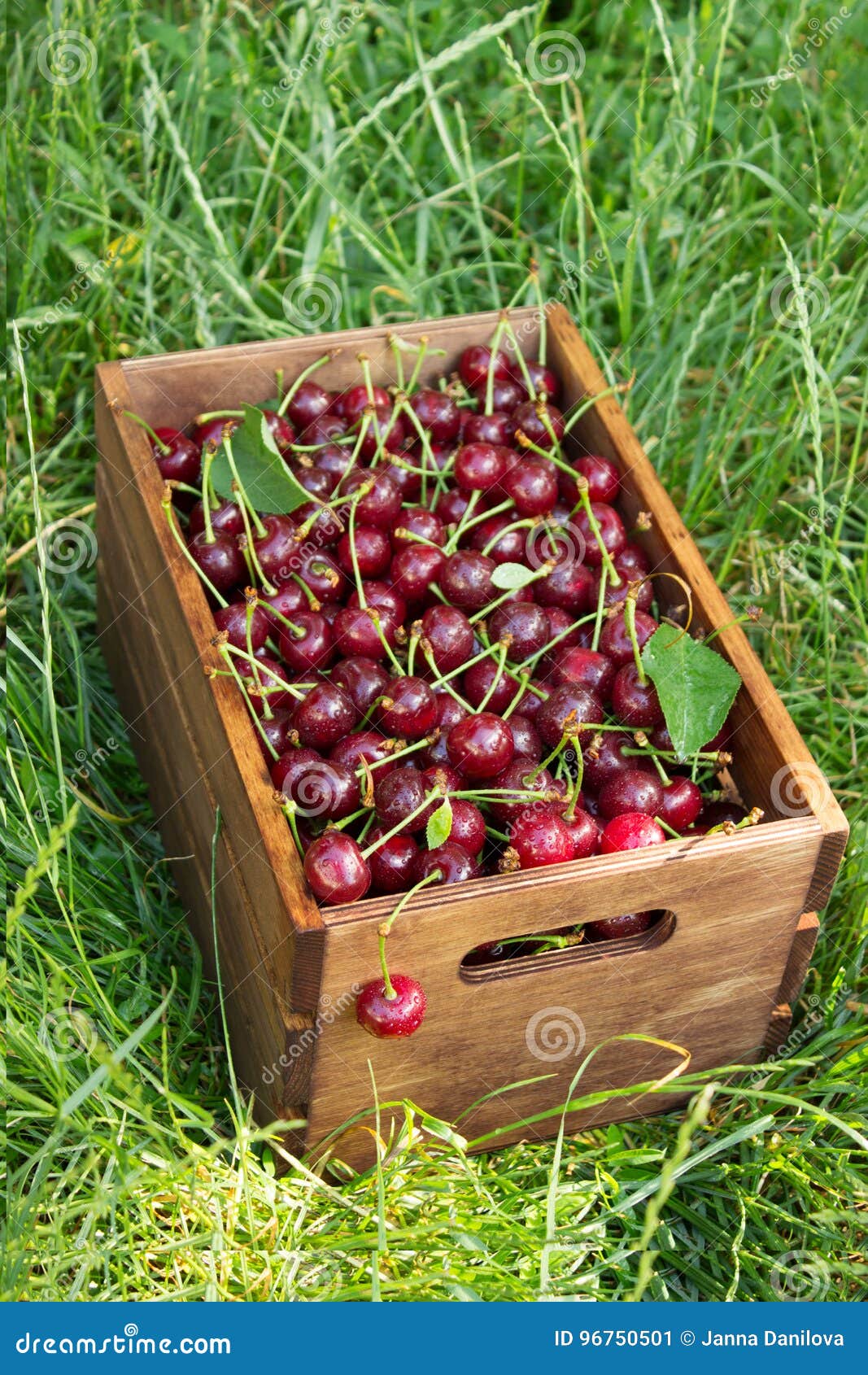 Fresh Cherry in a Wooden Box Stock Image - Image of bright, basket ...