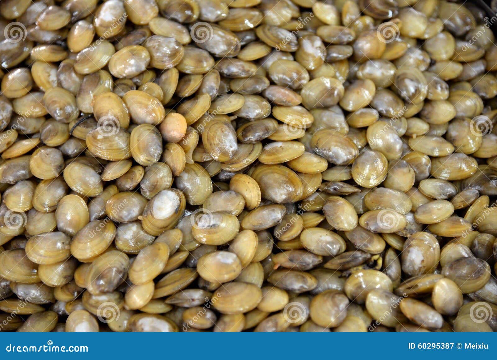 Cherrystone Clams Royalty-Free Stock Photo | CartoonDealer.com #32256237