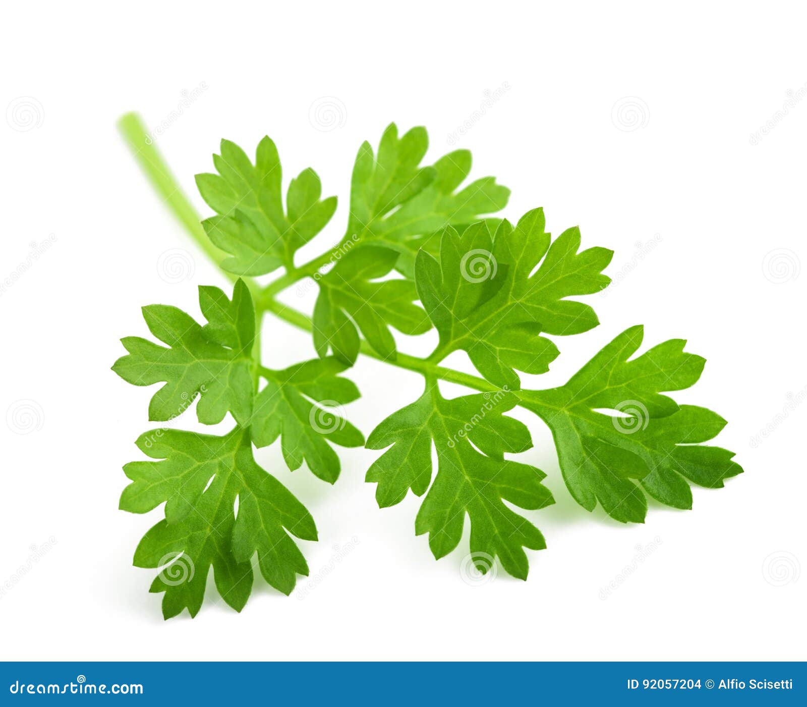 Fresh Chervil branch stock photo. Image of parsley, flavouring - 92057204