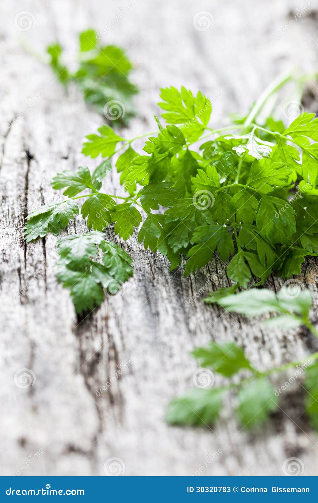 Fresh chervil stock image. Image of background, wood - 30320783
