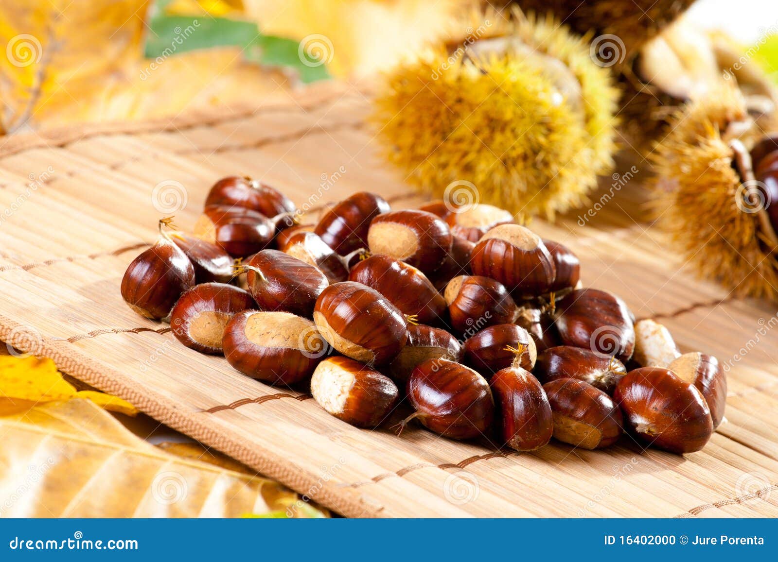 Fresh chestnut stock photo. Image of thorn, brown, food - 16402000