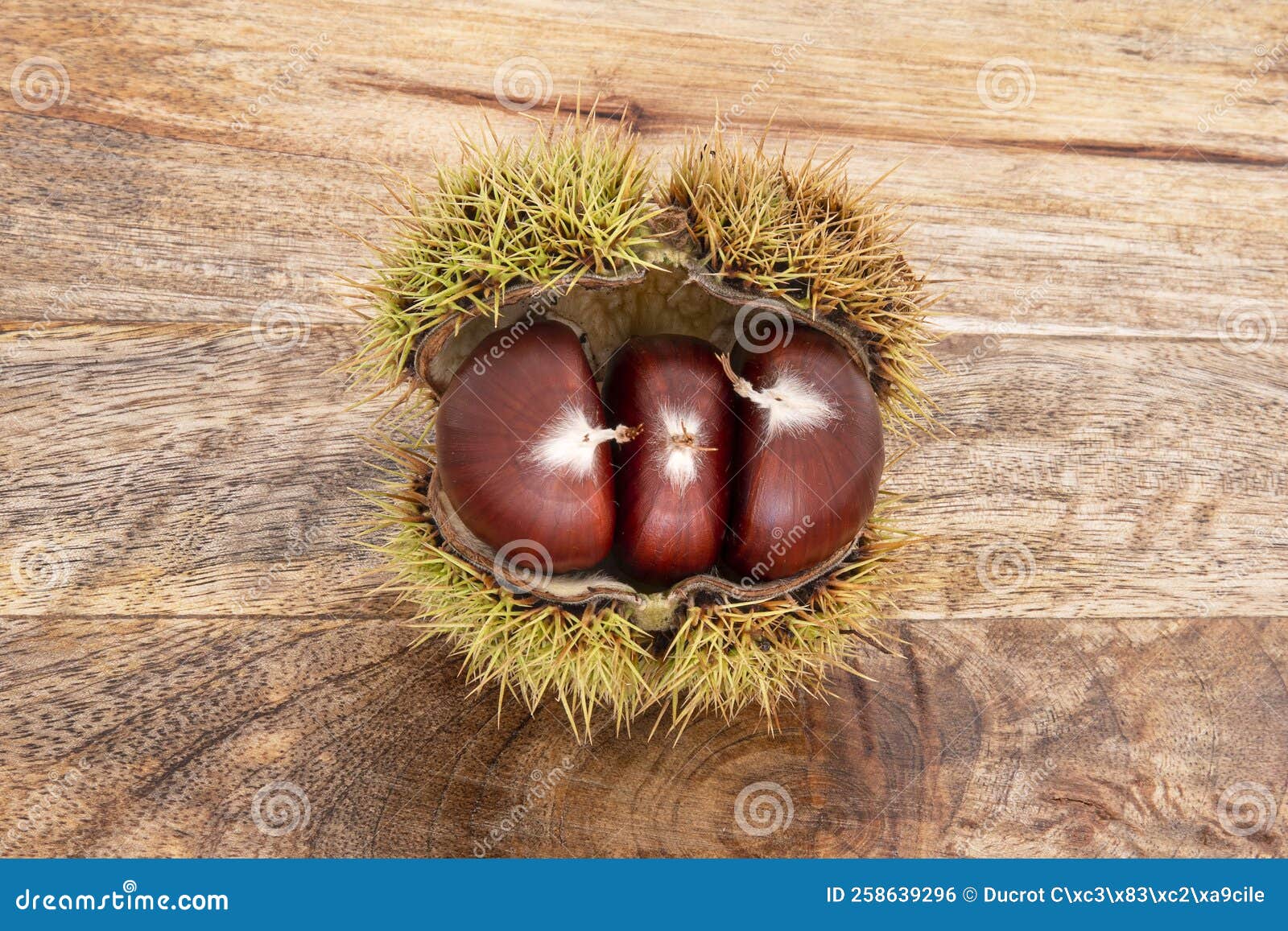Close-up of chestnuts stock photo. Image of shell, hull - 258639296