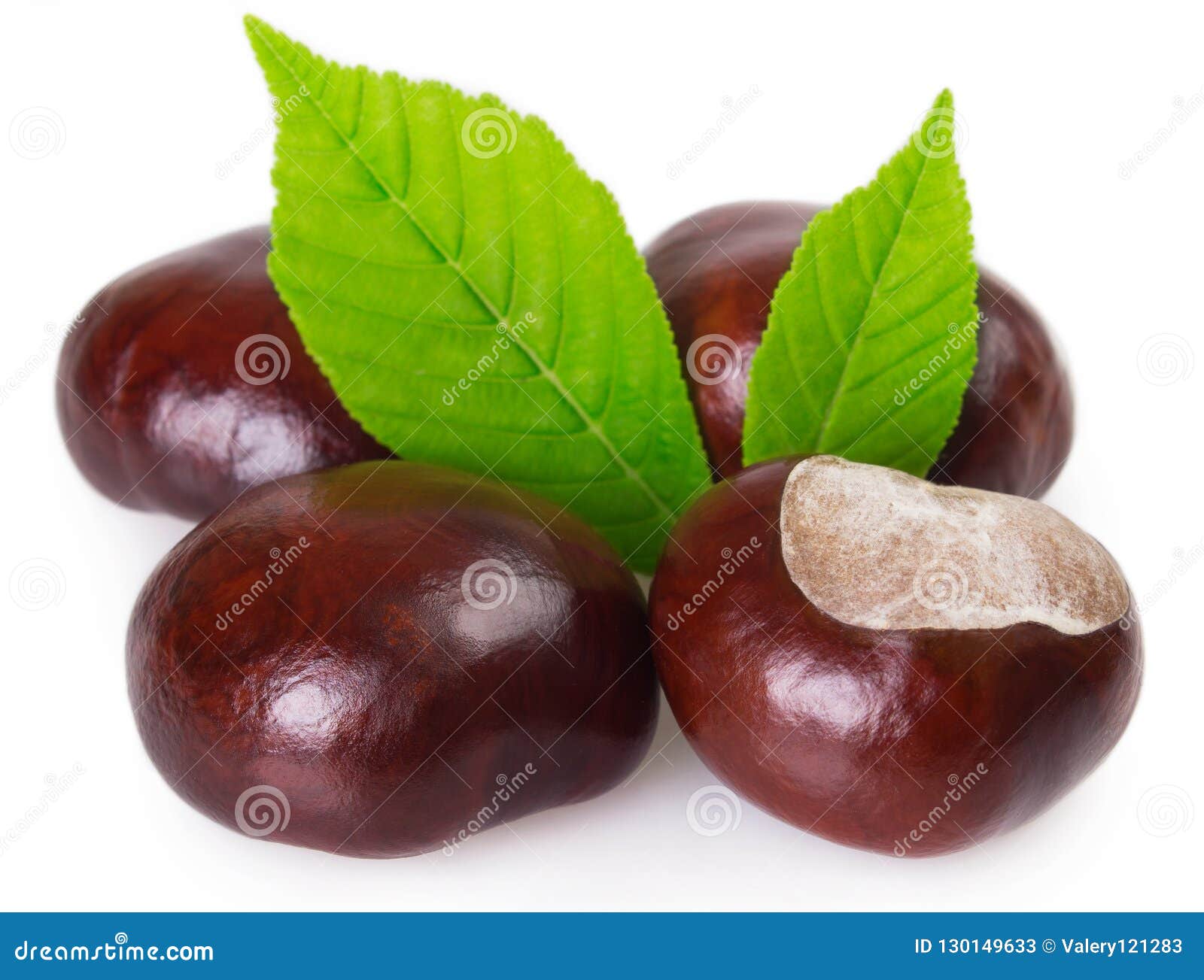 Fresh Chestnut on White Background Stock Image - Image of groundnut ...