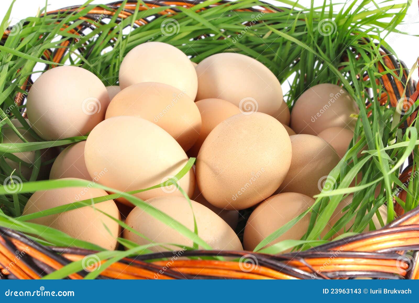 Fresh chicken egg stock image. Image of willow, fresh - 23963143