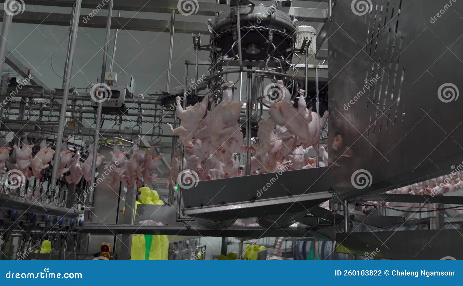 A Fresh Chicken on Rail Turn To Cutting Process Line Stock Footage ...