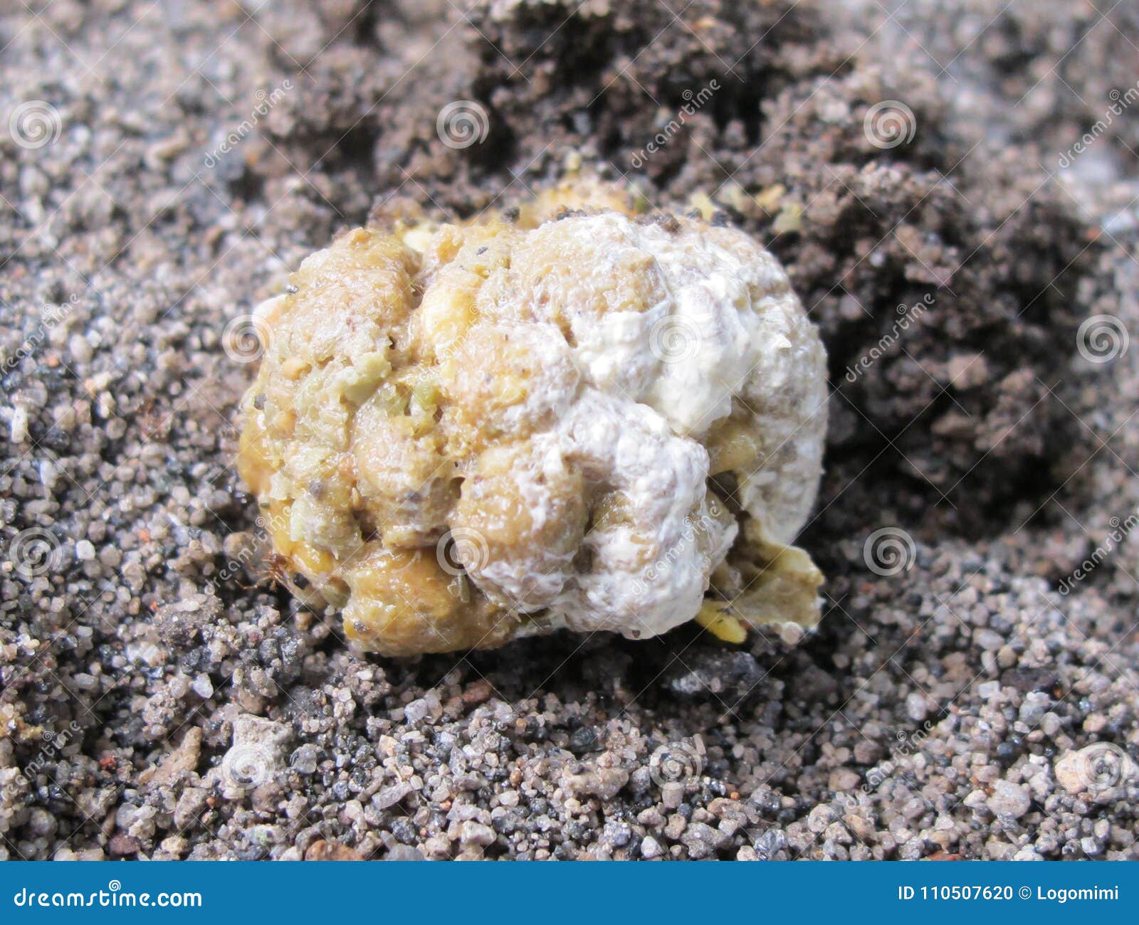 Chicken Shit on the Ground stock photo. Image of droppings - 110507620