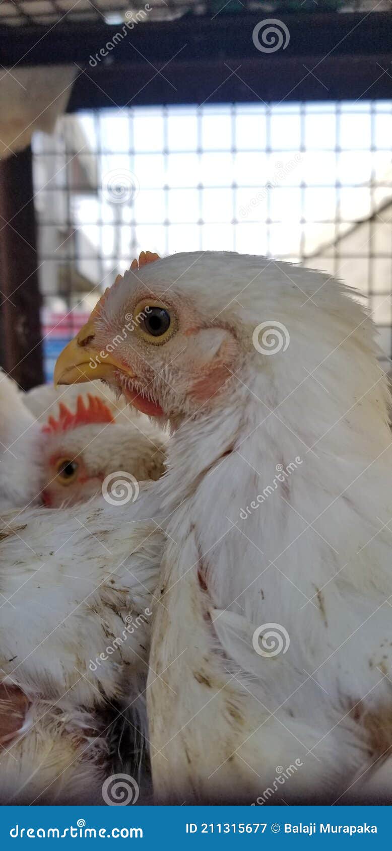 Fresh Chicken Tasty,dull Mood Stock Image - Image of tray, mood: 211315677