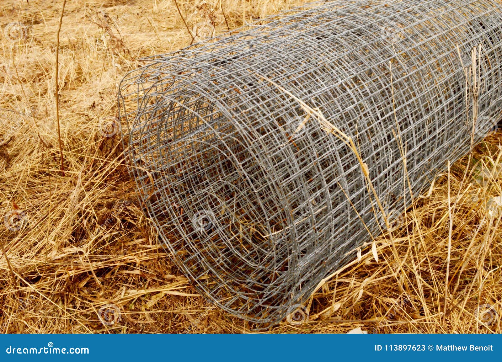 Fresh Chicken Wire stock image. Image of round, metallic - 113897623