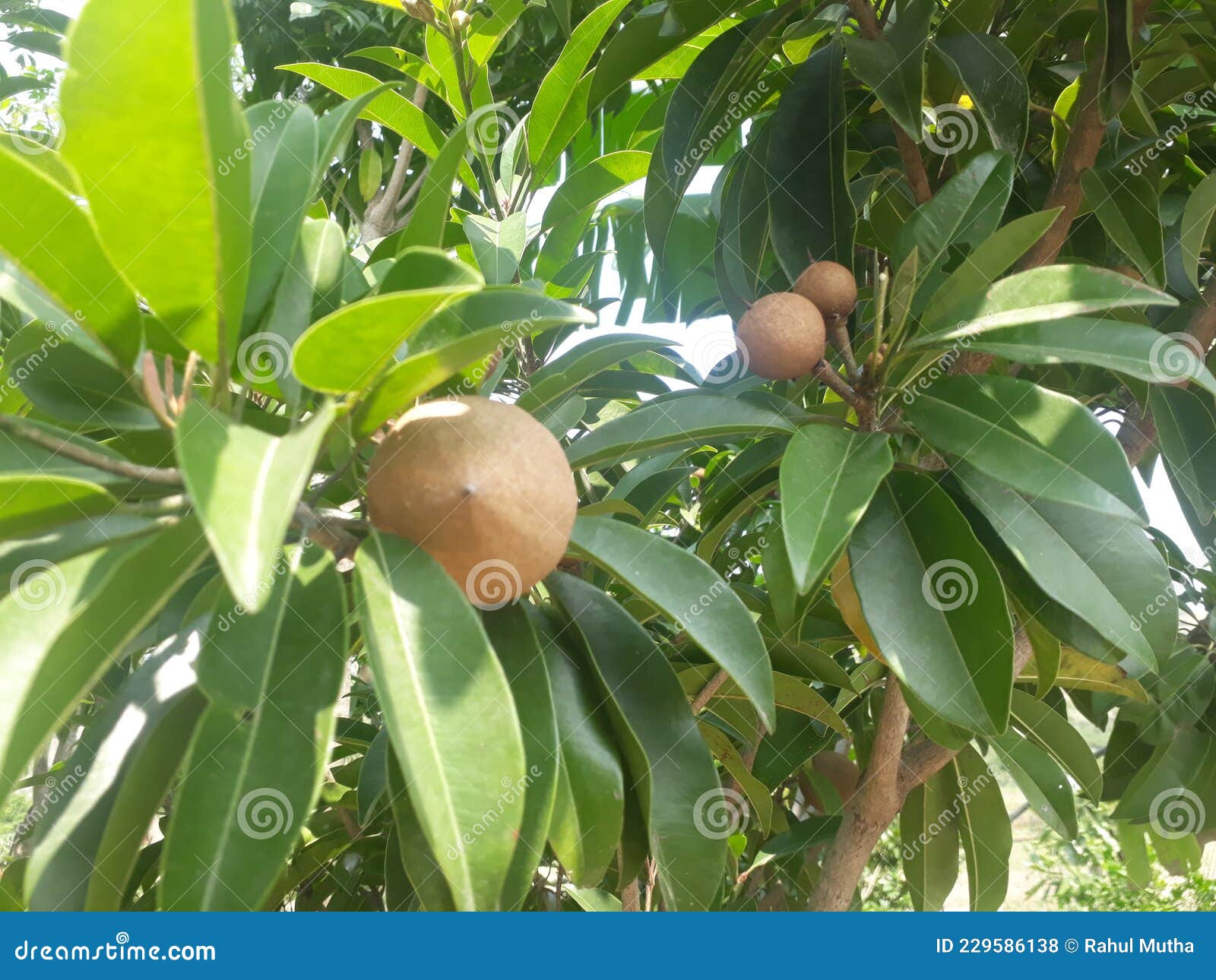 Fresh chickoo on a tree stock photo. Image of brown - 229586138