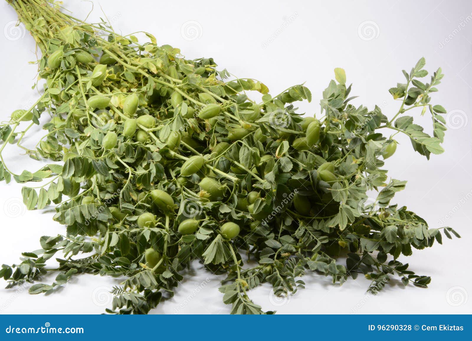 Fresh chickpeas stock photo. Image of light, plant, beans - 96290328