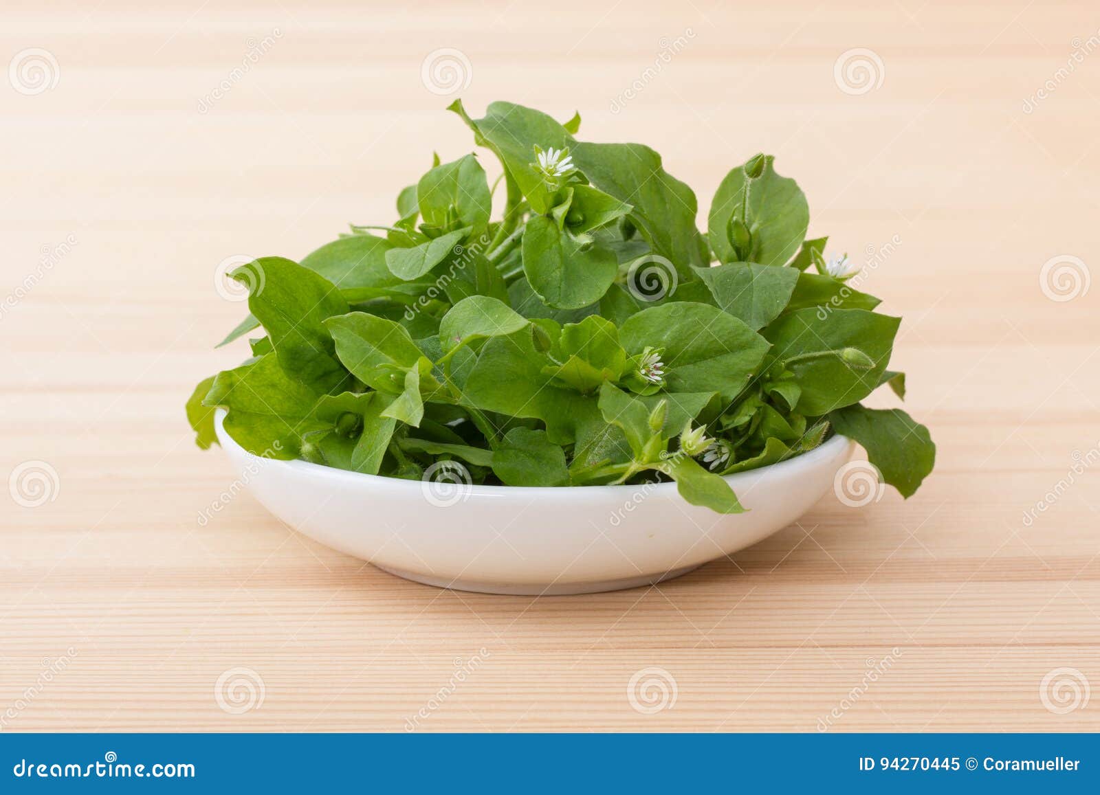 Fresh chickweed stock image. Image of plant, media, chraches - 94270445