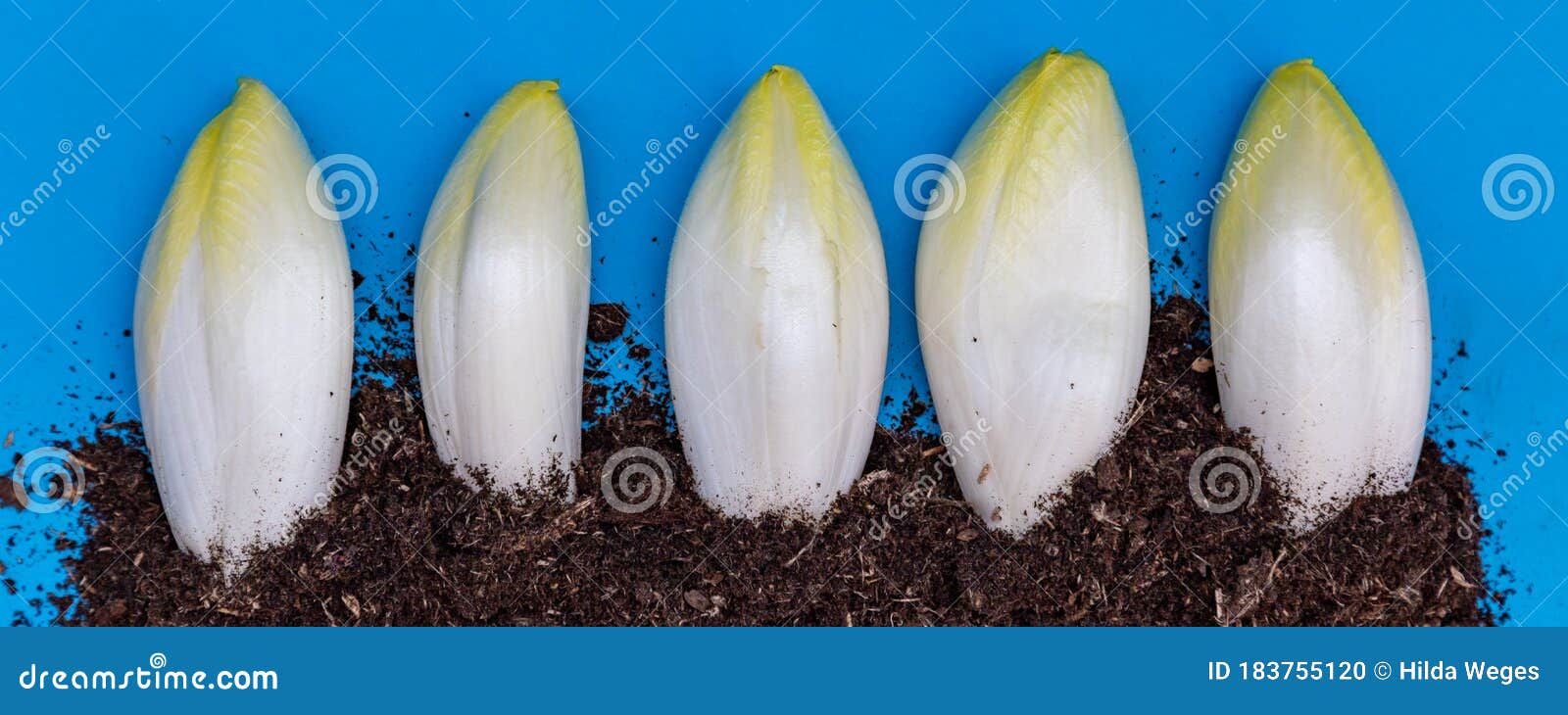 Fresh chicory vegetables stock photo. Image of macro - 183755120