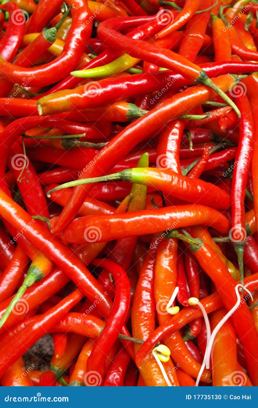 Fresh chili stock photo. Image of slim, sell, dishes - 17735130