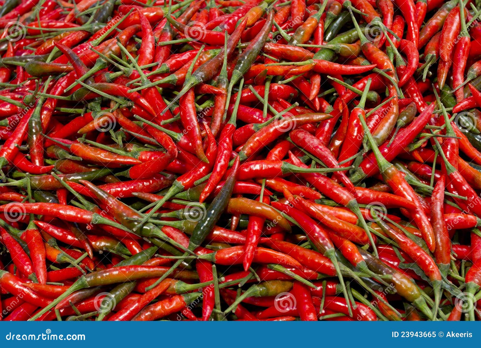 Fresh chili stock image. Image of chili, group, thai - 23943665