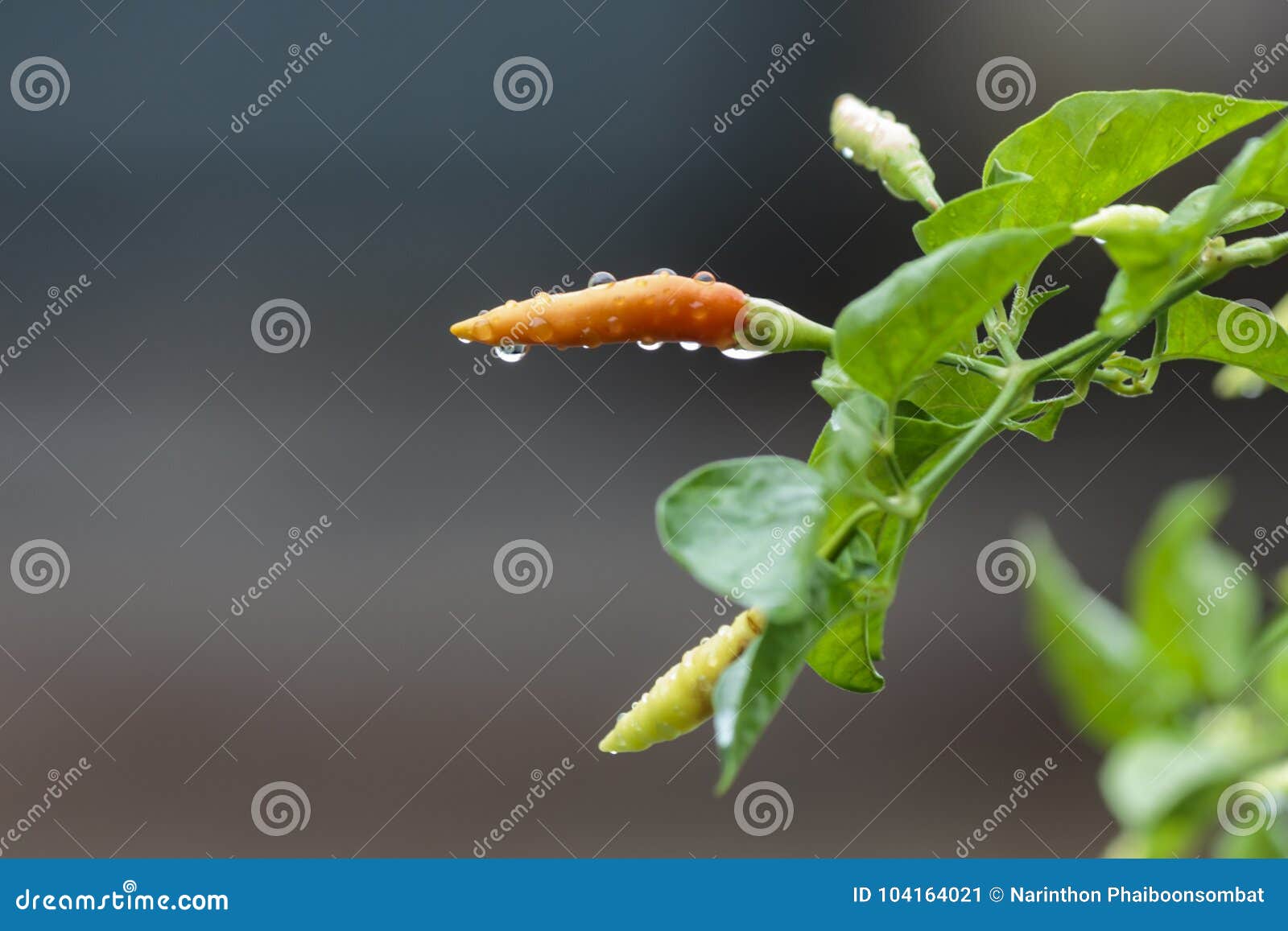 Fresh hot chili stock image. Image of droplet, fresh - 104164021