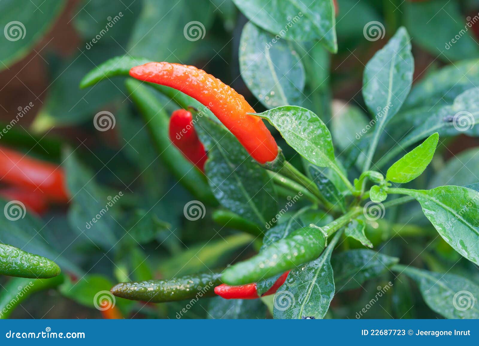 Fresh chili peppers stock image. Image of paprika, chili - 22687723