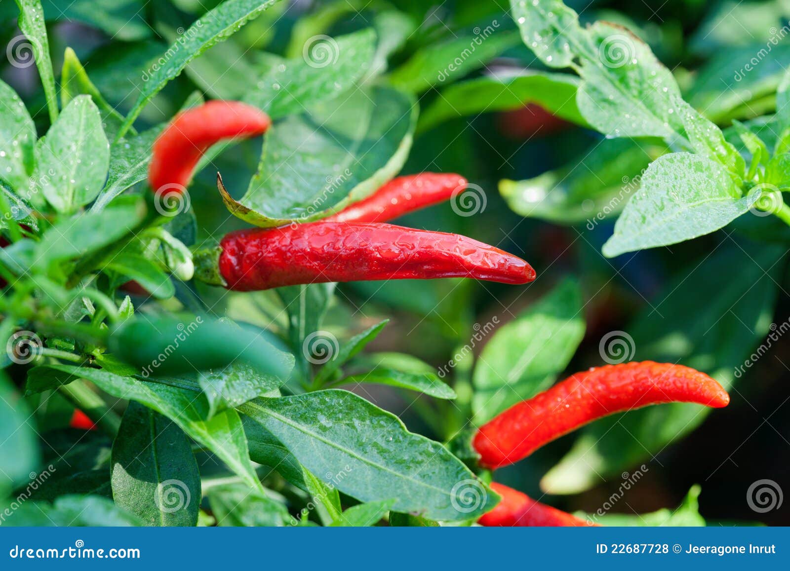 Fresh chili peppers stock photo. Image of cultivating - 22687728