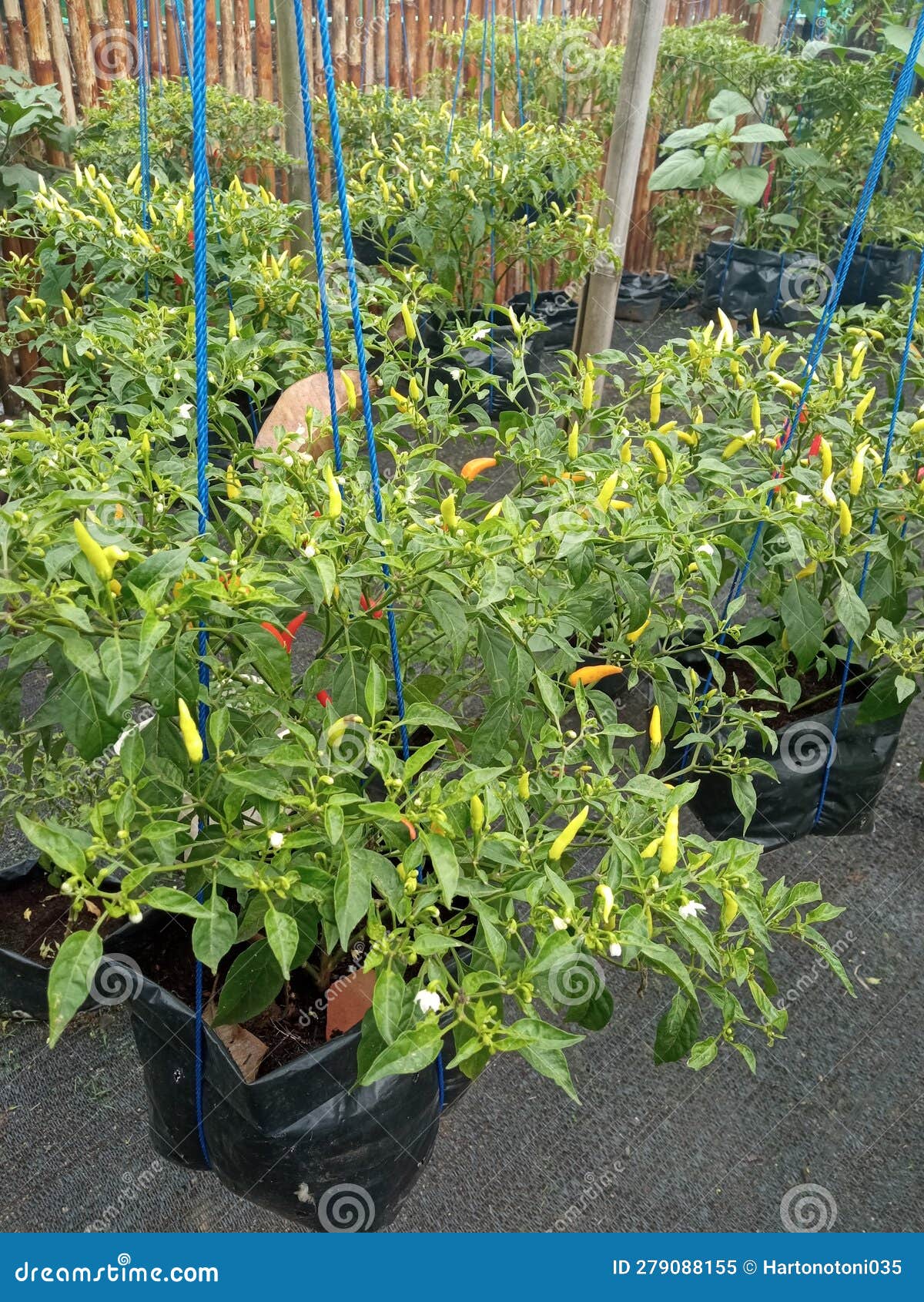 Fresh chili tree stock image. Image of pohon, tree, cabe - 279088155