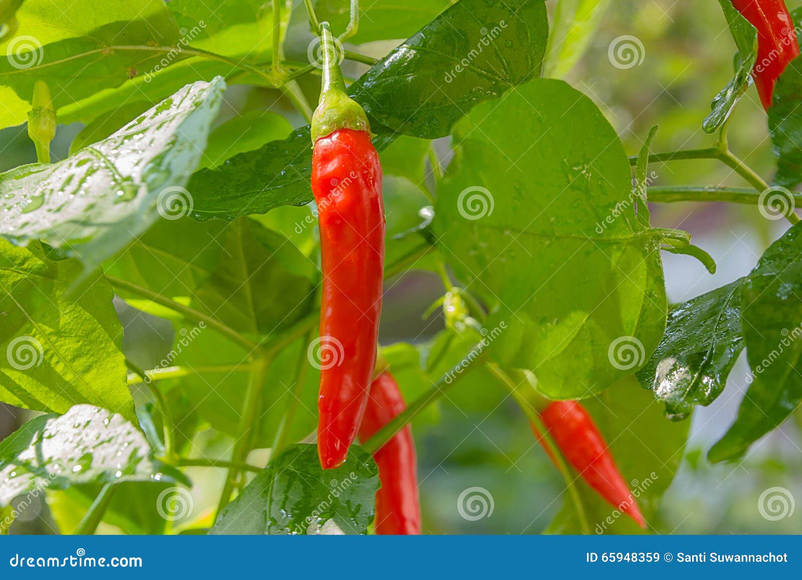 Fresh chili is on the tree stock image. Image of chilli - 65948359