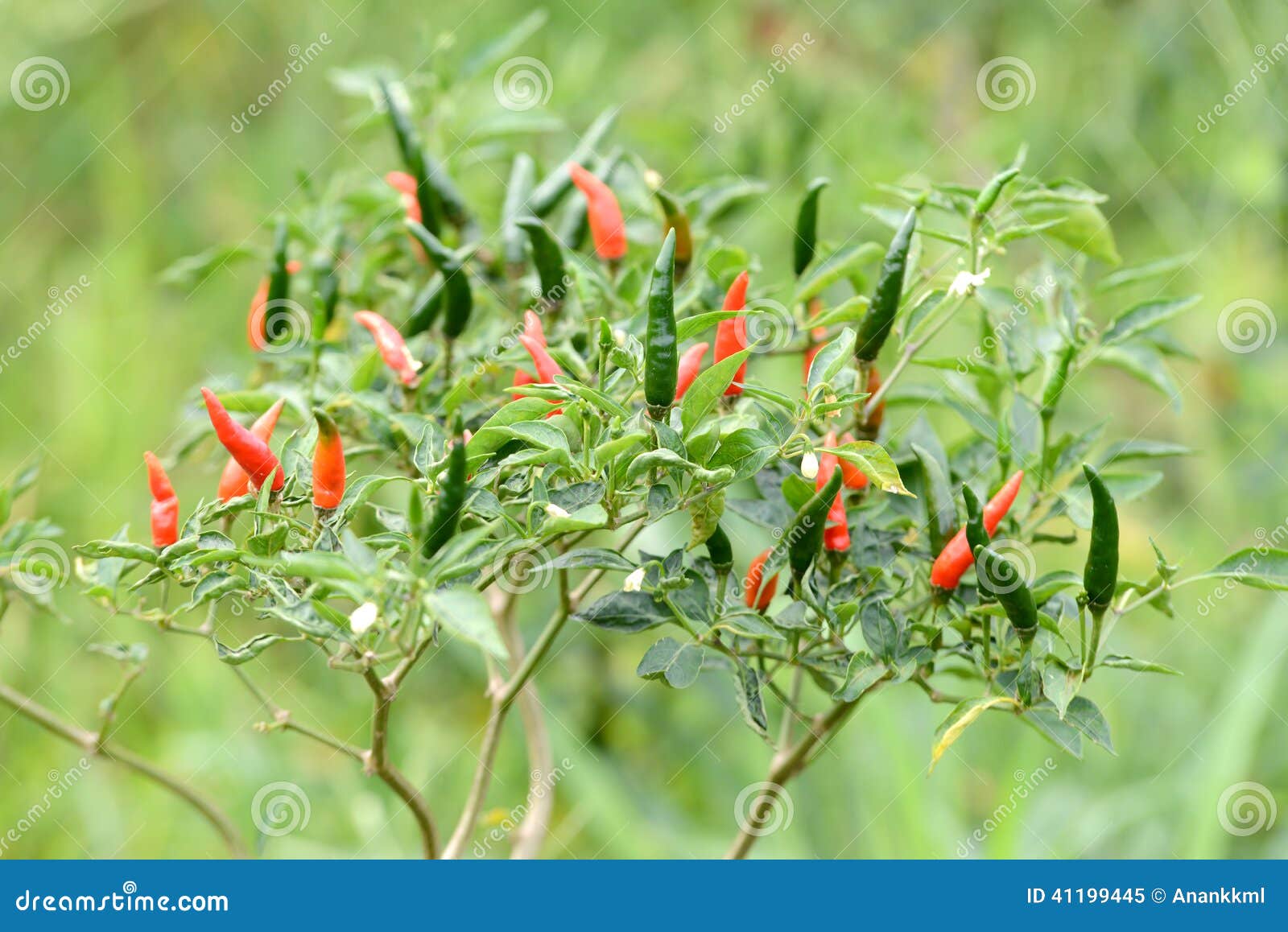 Fresh chili on tree stock image. Image of spicy, closeup - 41199445