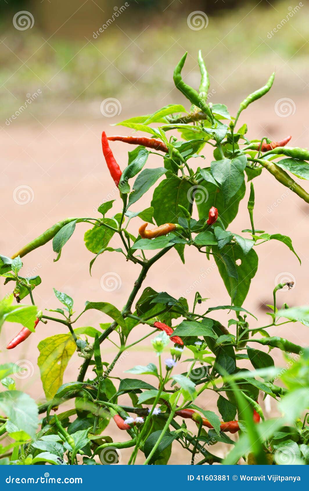 Fresh chili on tree stock image. Image of healthy, chili - 41603881