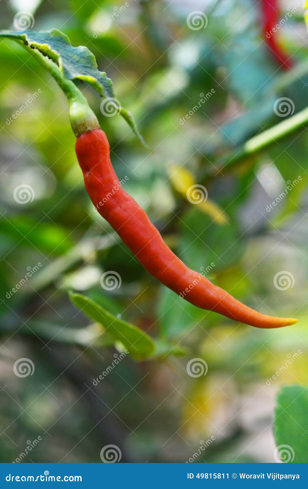 Fresh chili on tree stock image. Image of closeup, chili - 49815811